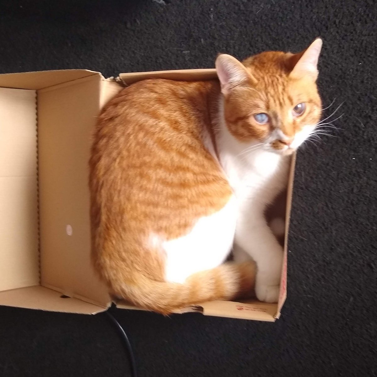 Improving the Health of an Overweight Cat - Wirral Whiskers