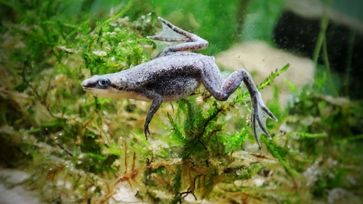 African Pygmy Frogs as Pets - Wirral Whiskers