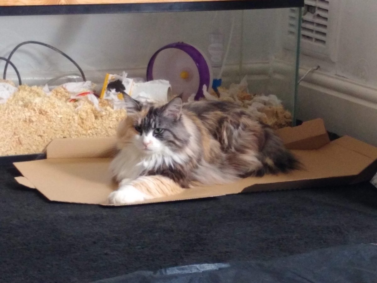 Settling in a New Cat - Wirral Whiskers